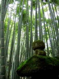 La metáfora del bambú japonés – Excellentia Consultores